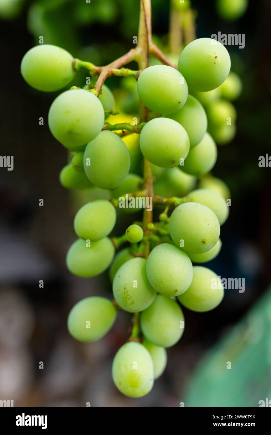 Grapes close hi-res stock photography and images - Alamy