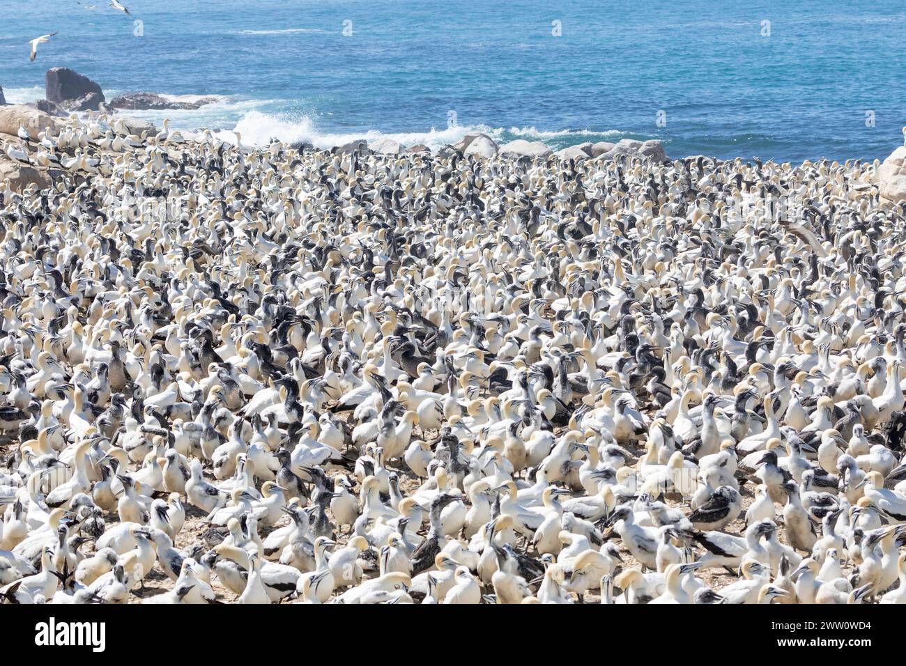 Cape Gannet (Morus capensis) at the breeding colony on Bird Island ...