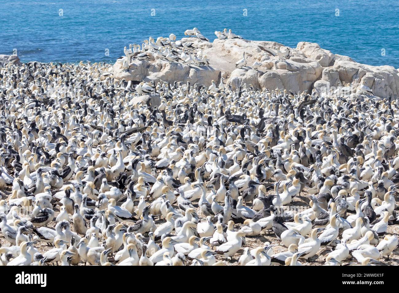 Cape Gannet (Morus capensis) at the breeding colony on Bird Island ...