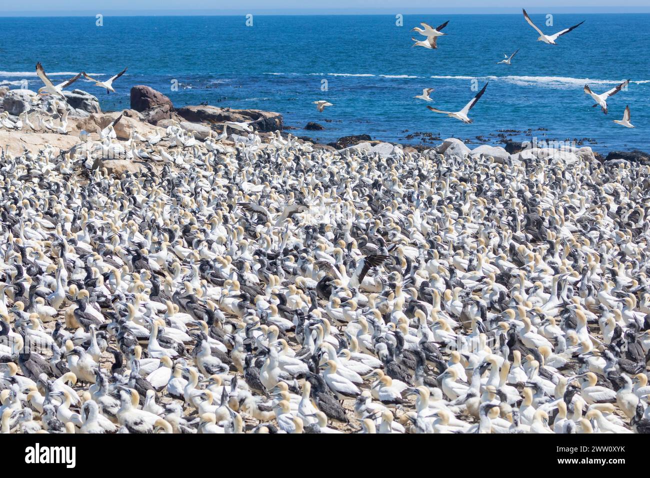 Cape Gannet (Morus capensis) at the breeding colony on Bird Island ...