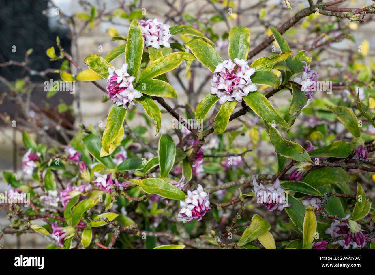 Close up of perfume princess Daphne flowers in bloom Stock Photo - Alamy