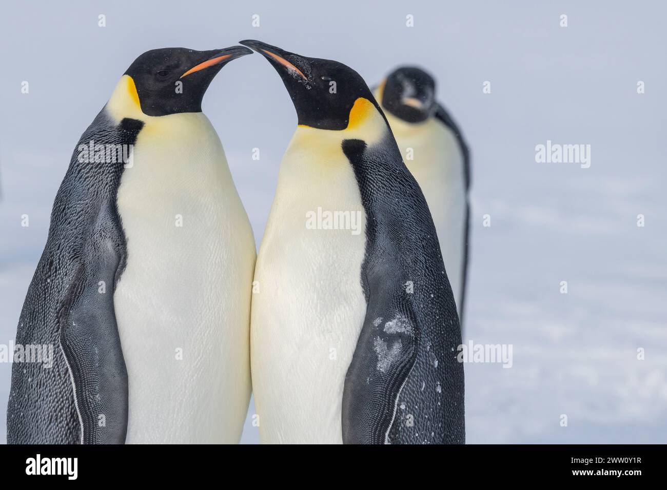 Antarctica, Ross Sea, McMurdo Sound along the fast ice edge at 77° 52. ...