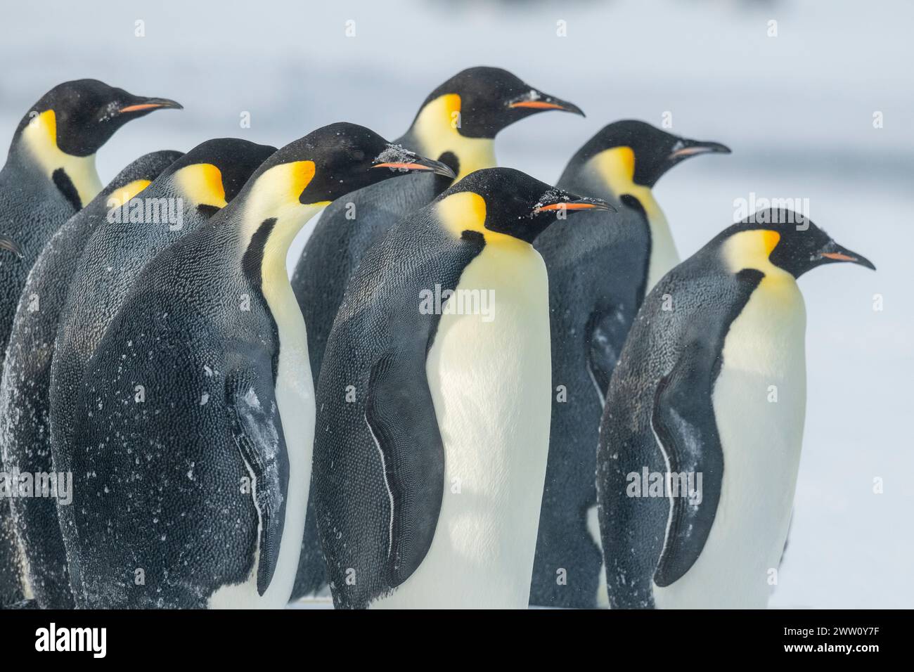 Antarctica, Ross Sea, McMurdo Sound along the fast ice edge at 77° 52. ...