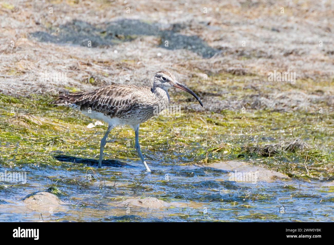 Common Whimbrel or Eurasian Whimbrel (Numenius phaeopus), Kliphoek Salt ...
