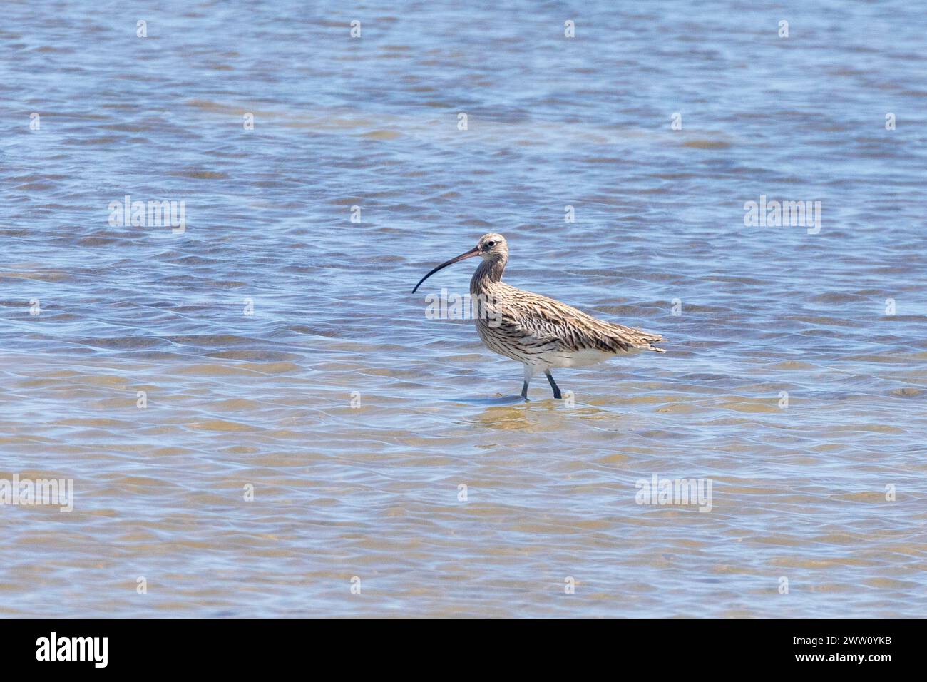 Geelbek hide hi-res stock photography and images - Alamy