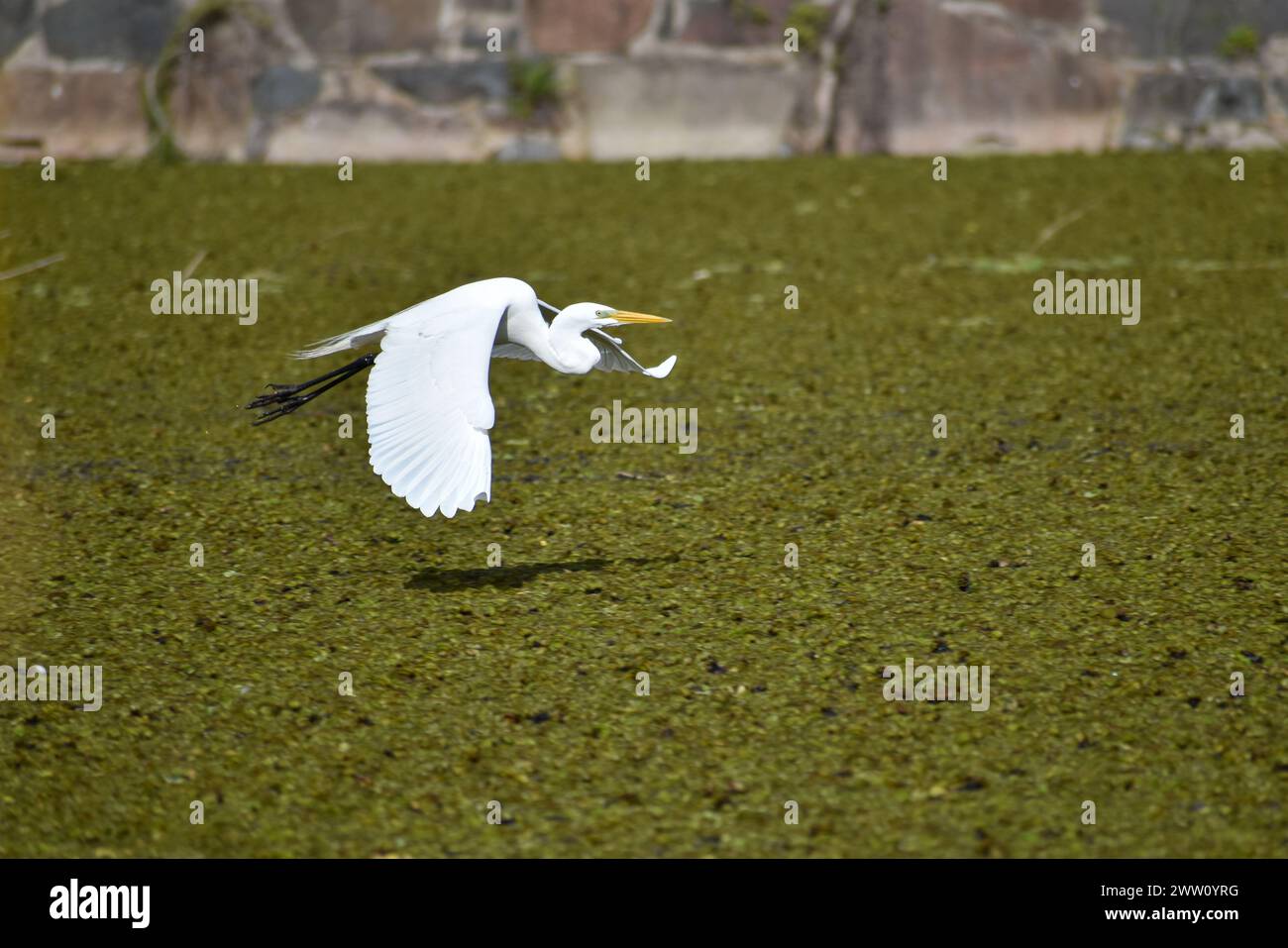 great egret (Ardea alba) flying in the wild at Reserva Ecologica ...