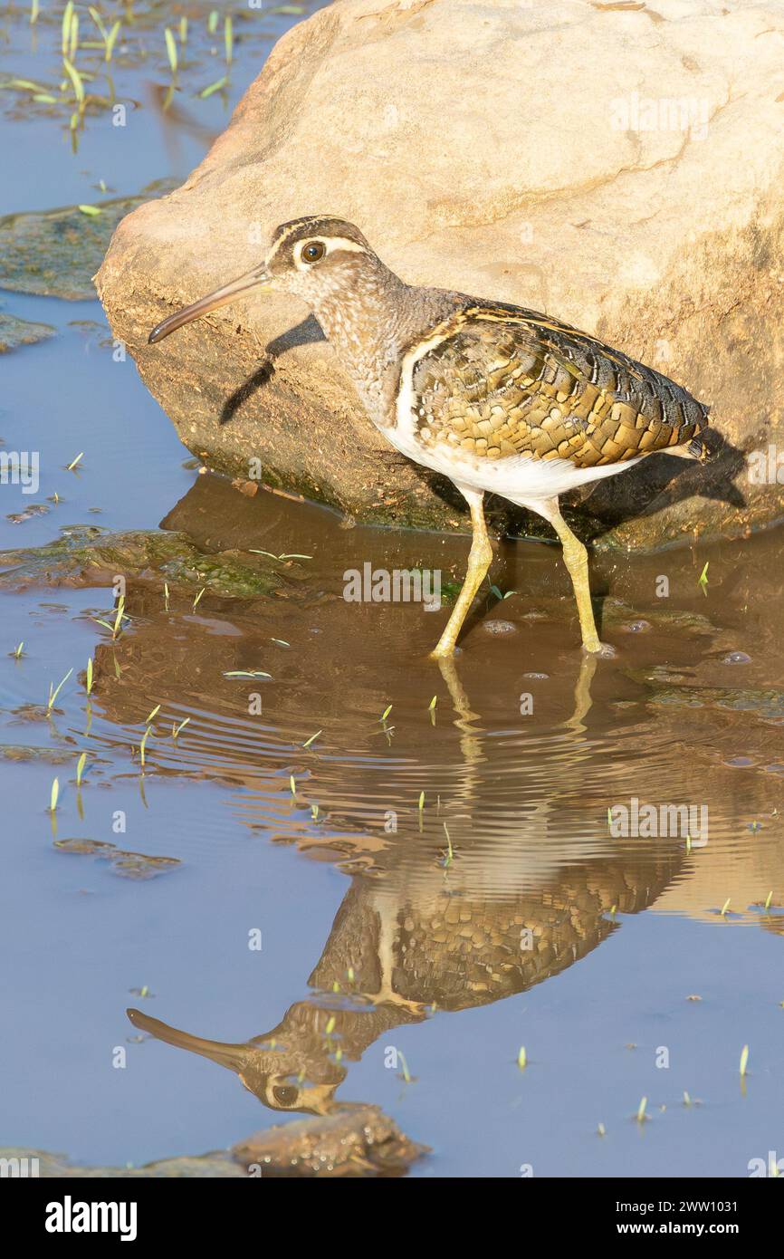 Male Greater Painted-snipe (Rostratula benghalensis), Limpopo, South ...