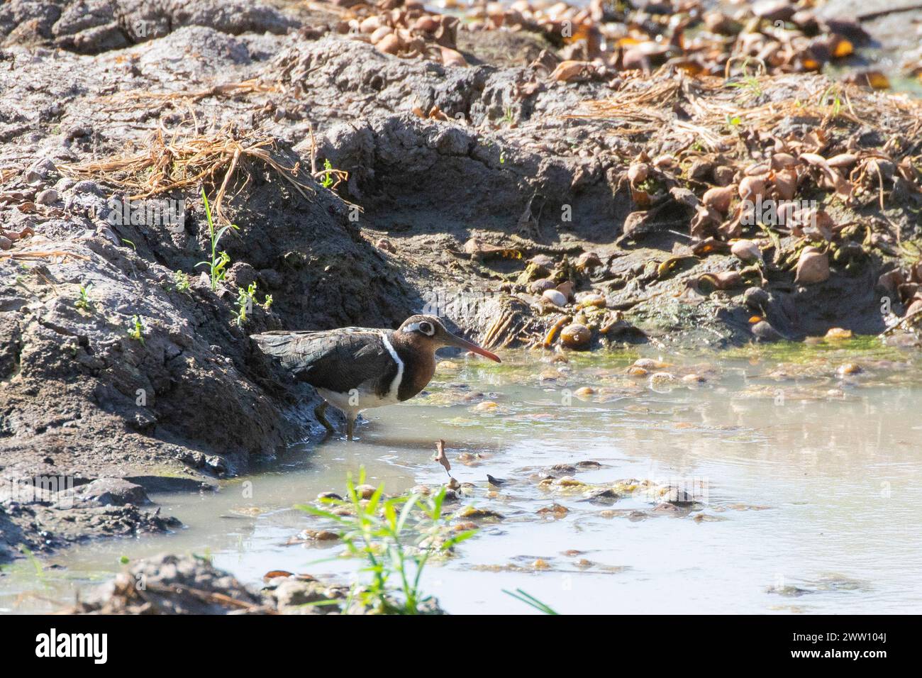Female Greater Painted-snipe (Rostratula benghalensis) in wetlands ...