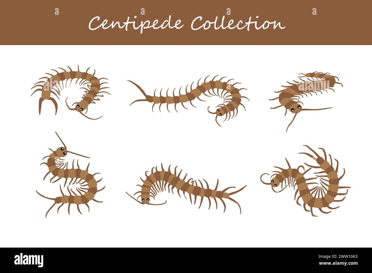 centipede collection. Vector illustration. Isolated on white background ...
