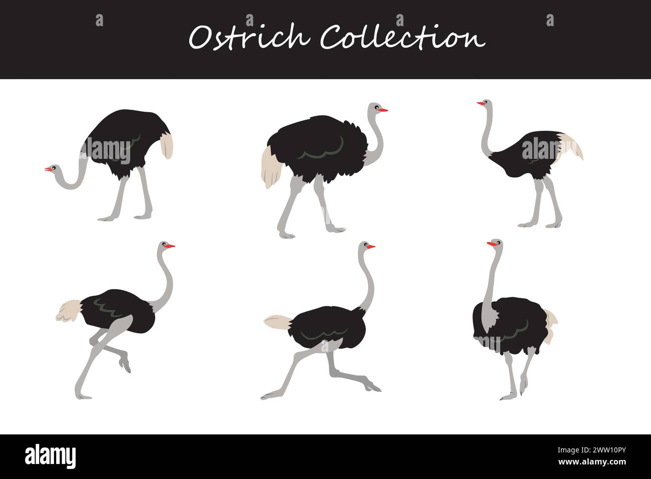 Ostrich collection. Vector illustration. Isolated on white background ...