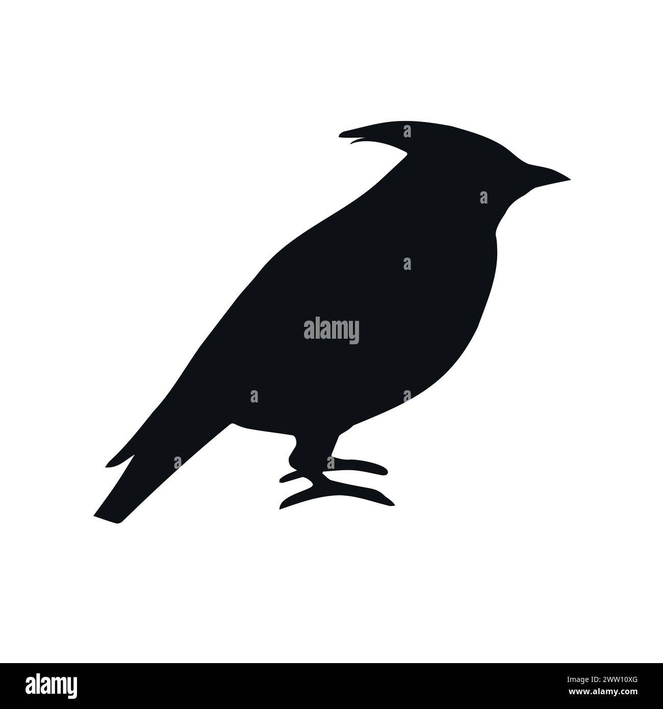 Vector hand drawn waxwing bird silhouette isolated on white background Stock Vector Image & Art ...