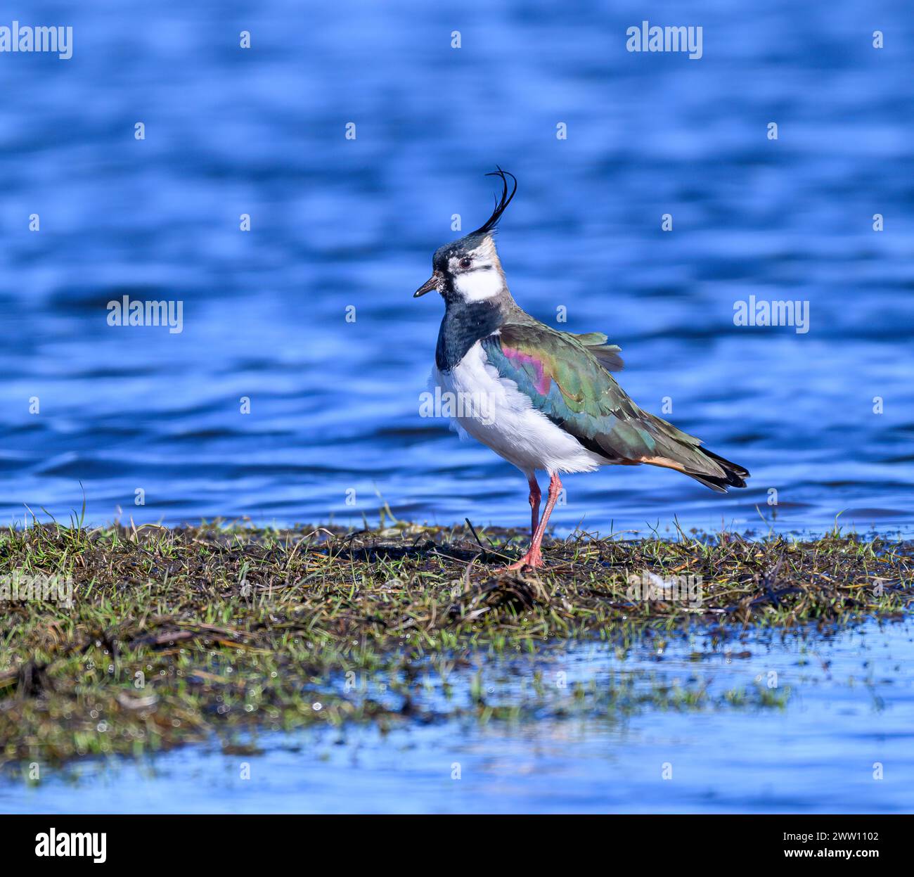 Northern Lapwing at wetland Stock Photo - Alamy