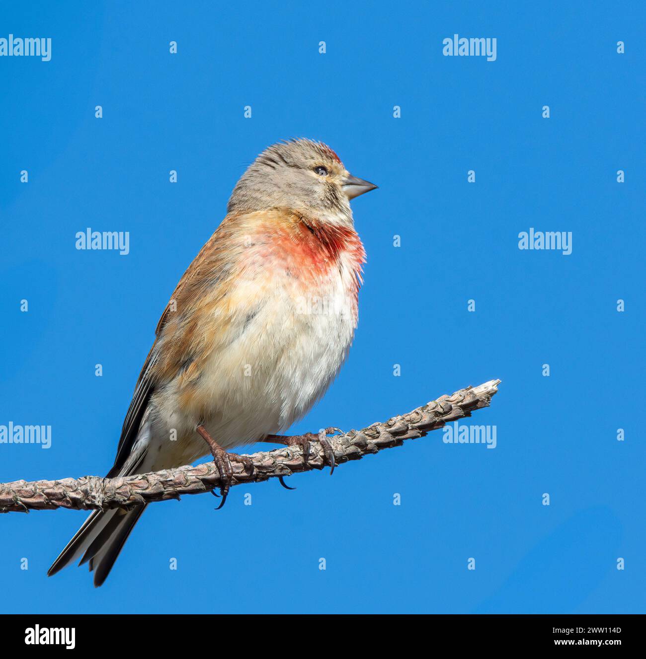 Common Linnet standing on a branch Stock Photo - Alamy