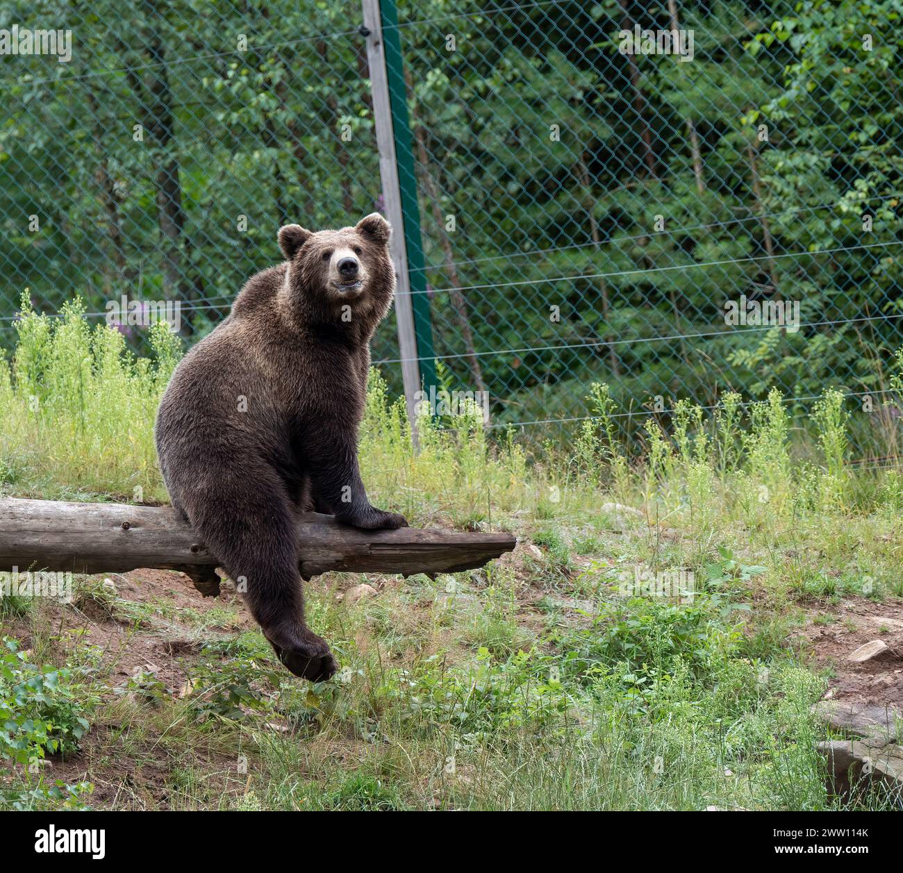 Bear swinging on a log Stock Photo - Alamy