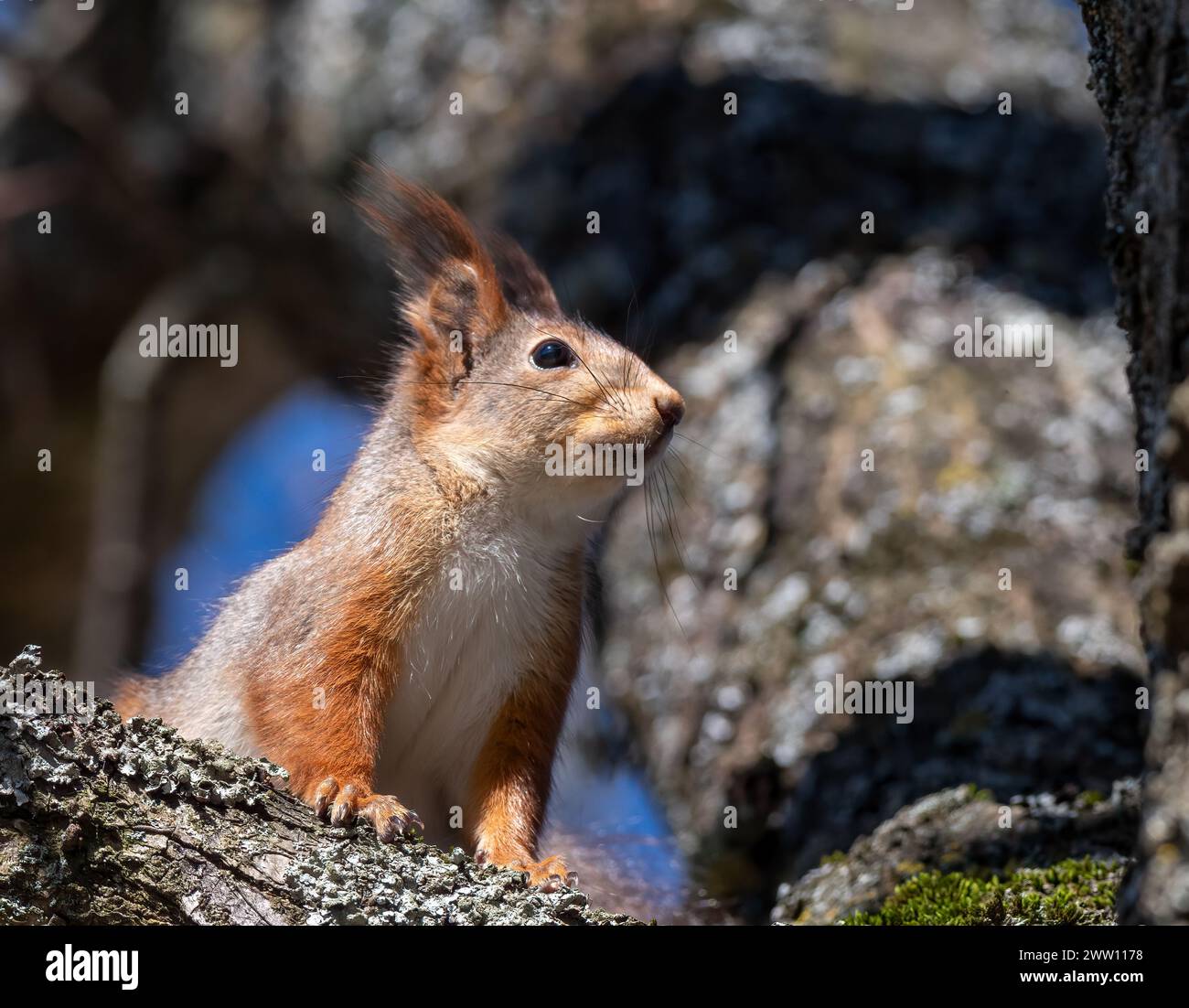 The scouts forest hi-res stock photography and images - Alamy