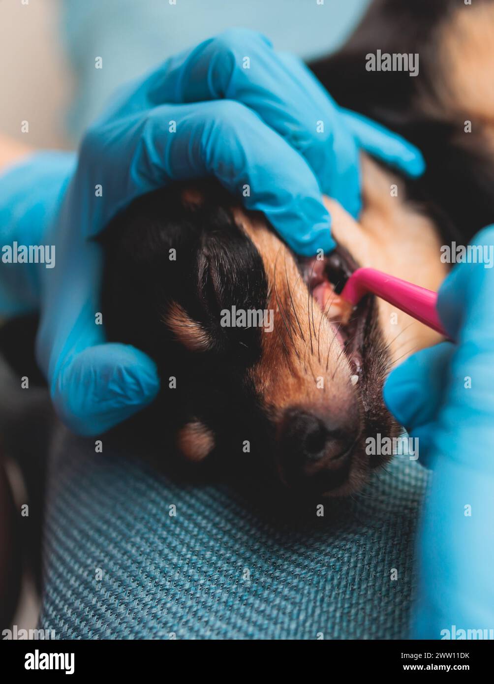 Veterinarian specialist holding small dog and cleaning whitening dog ...