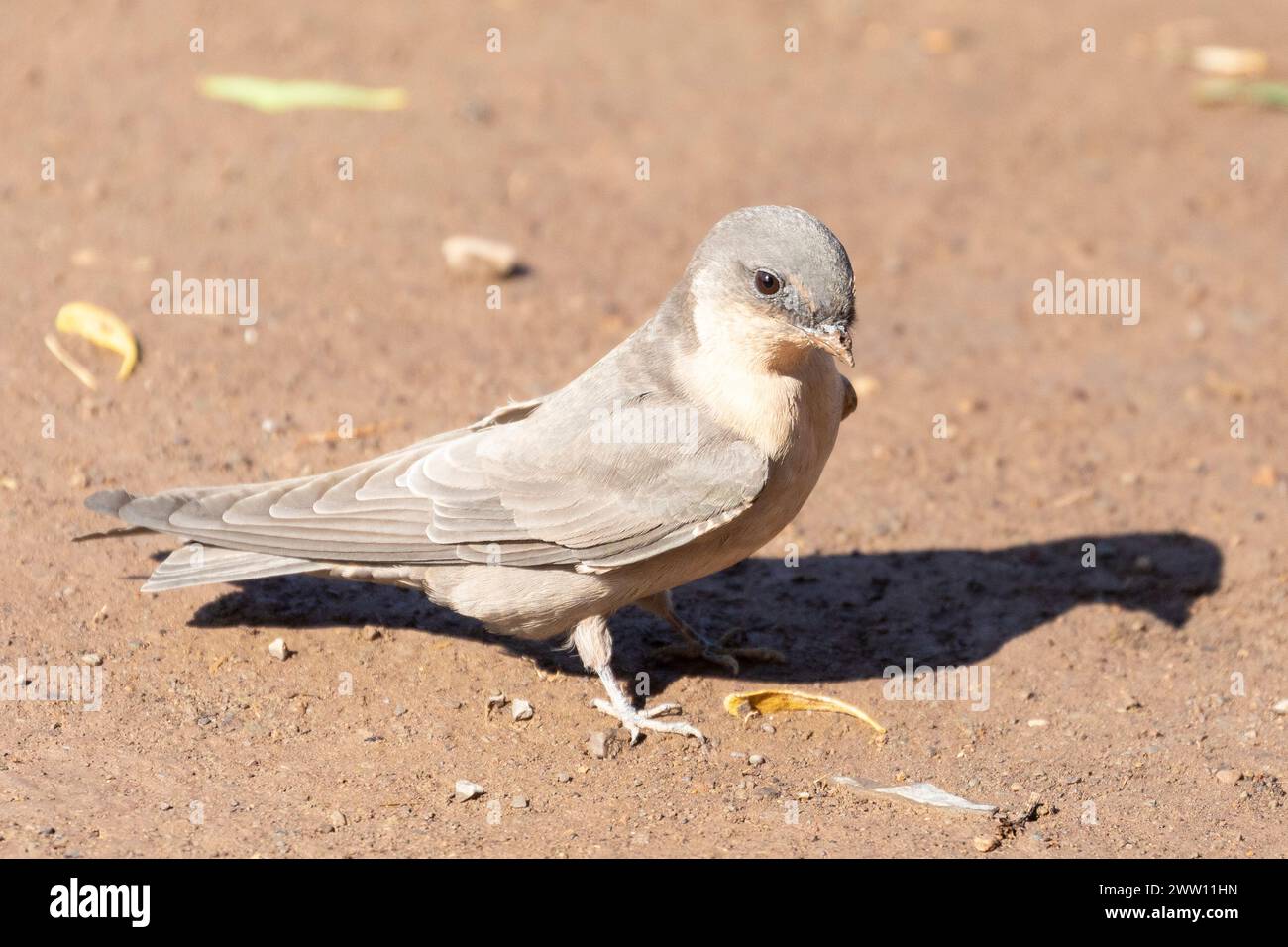 Rock Martin (Ptyonoprogne fuligula), Western Cape, South Africa Stock ...