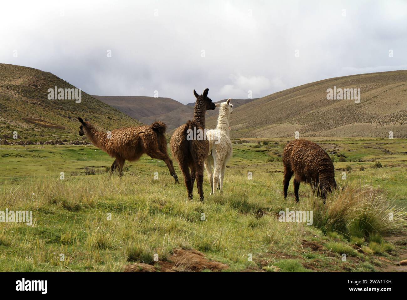Manada negra hi-res stock photography and images - Alamy