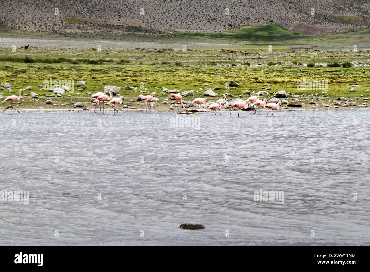 Animales rosados hi-res stock photography and images - Alamy