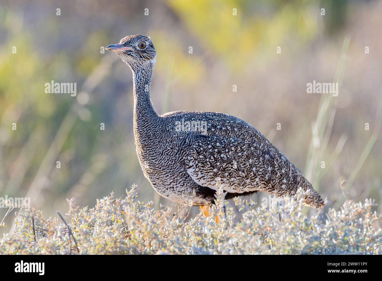 Southern Black Korhaan (Afrotis afra) female, Velddrif, West Coast ...