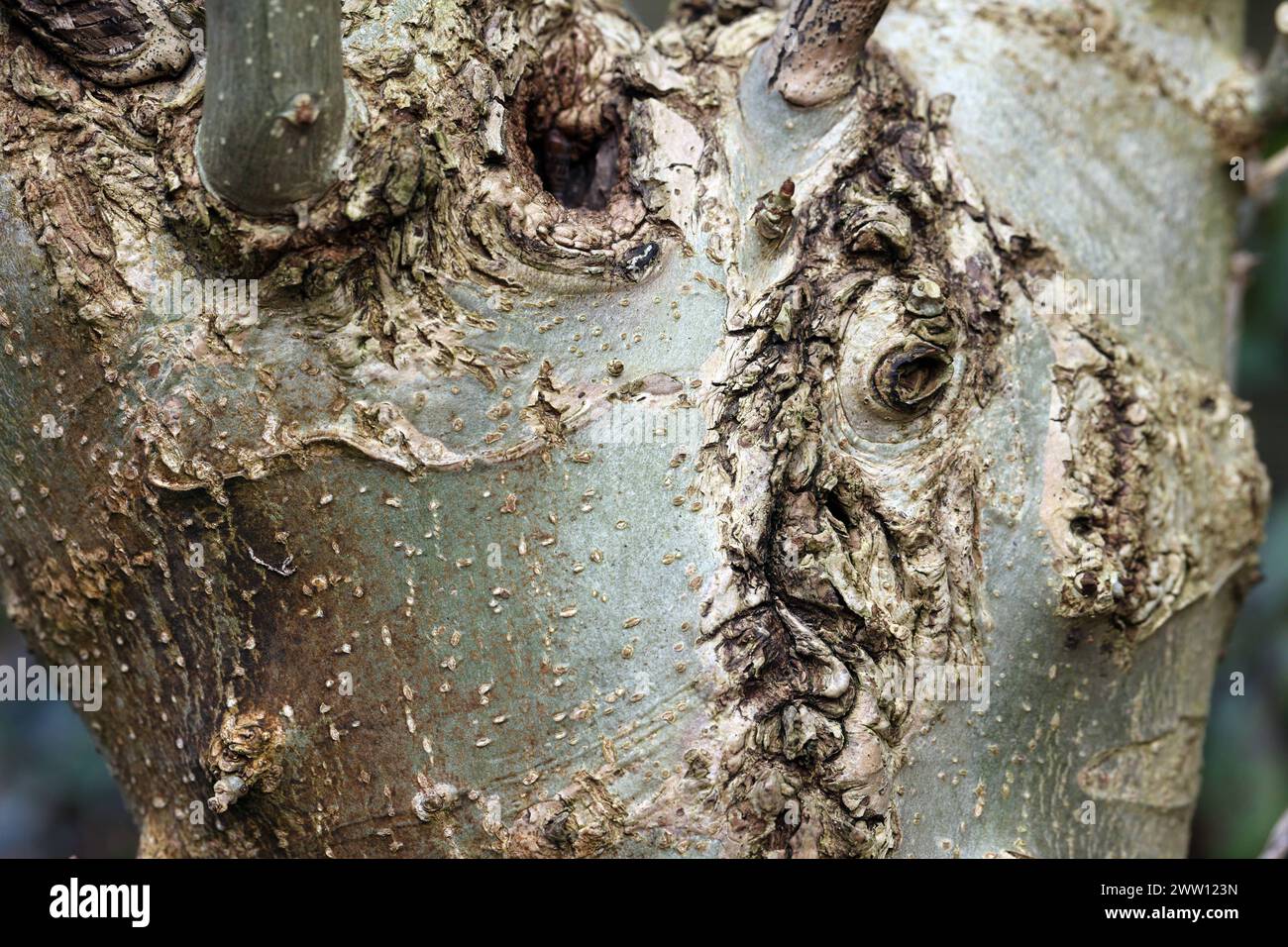 Stammholz von Laubgehölzen Stammholz einer gewöhnlichen Esche nach ...