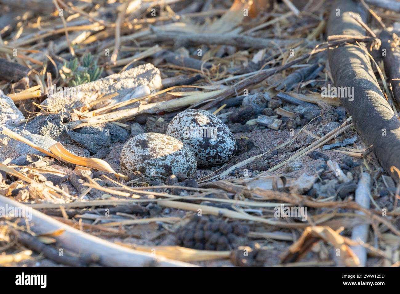 Nest a simple scrape on ground hi-res stock photography and images - Alamy