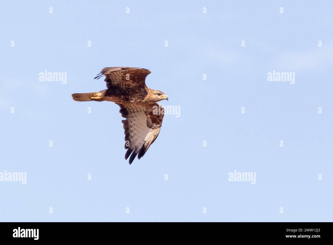 Steppe Buzzard or Common Buzzard (Buteo buteo vulpinus) flying in ...