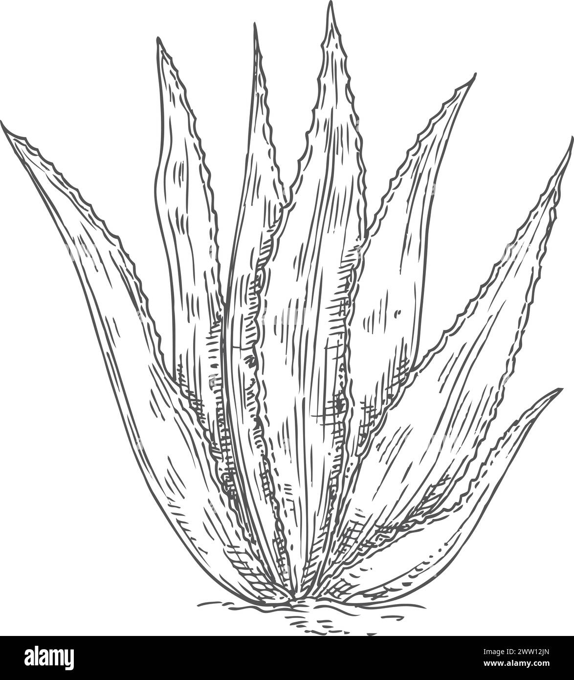 Aloe vera houseplant growing Black and White Stock Photos & Images - Alamy