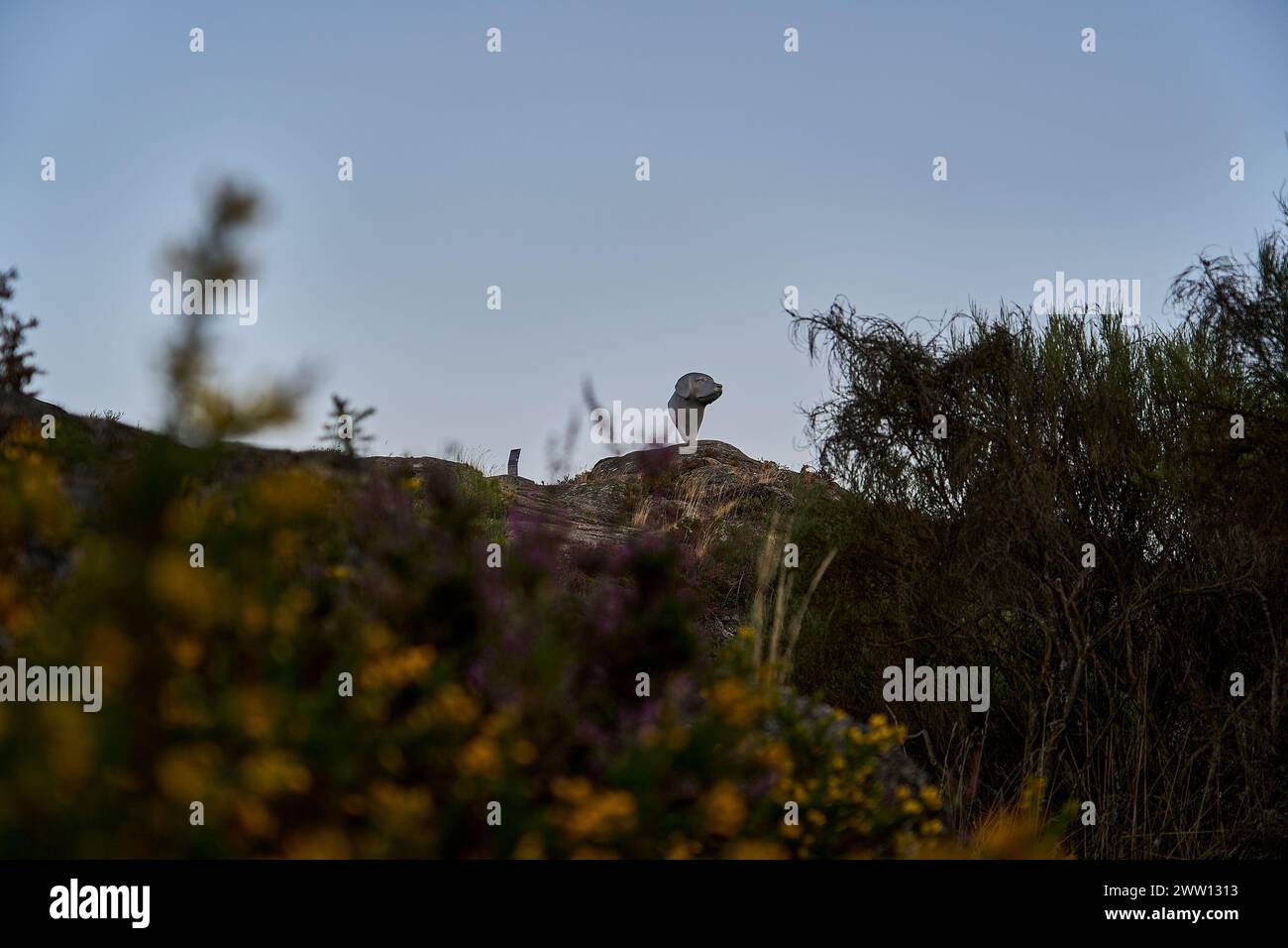 Monument of a dog head of Castro Laboreiro shepherd dog breed at the ...