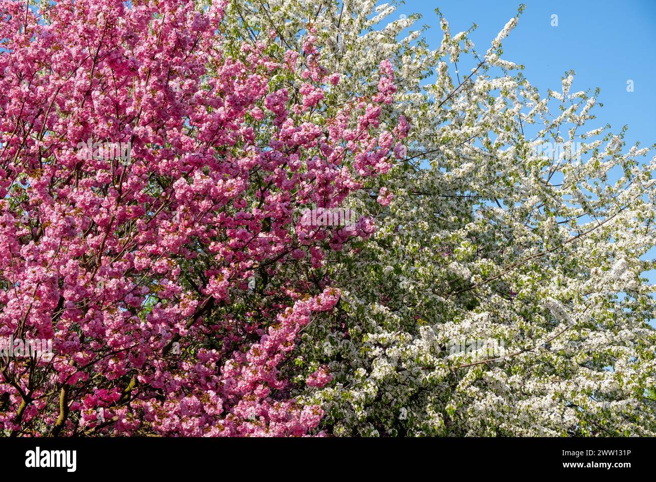 Blossoming sakura trees in hi-res stock photography and images - Alamy
