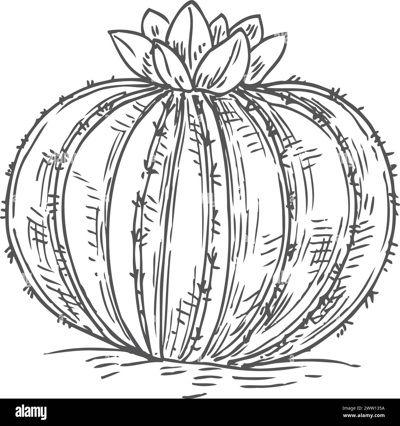 Round succulent blooming sketch. Cactus flower drawing Stock Vector ...