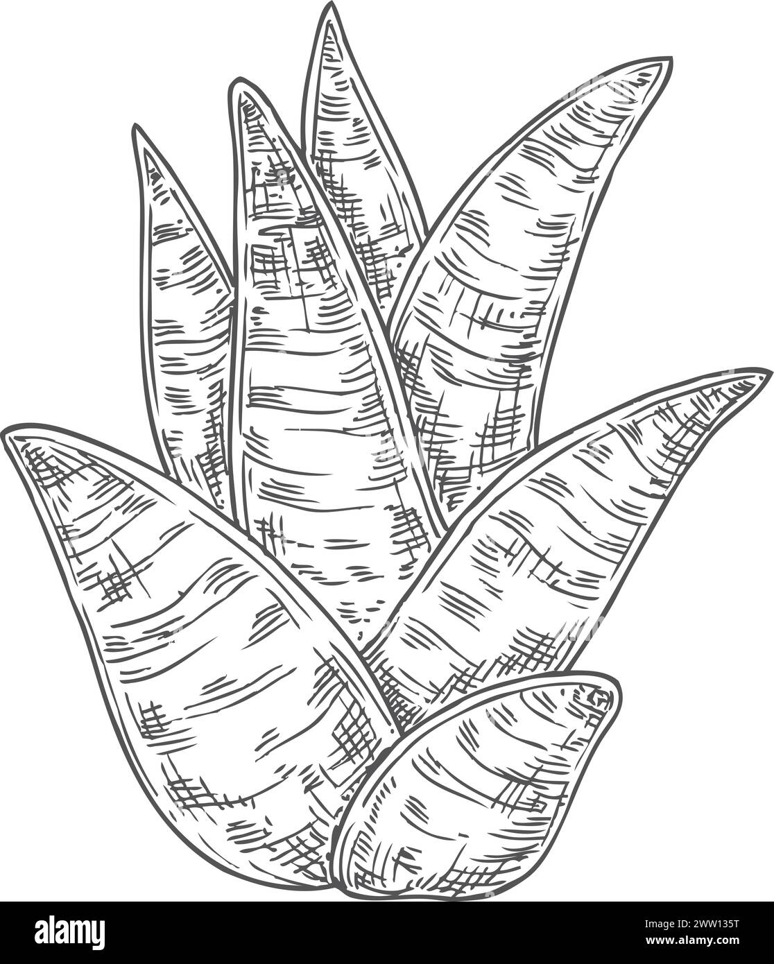 Succulent sketch. Hand drawn aloe. Growing plant Stock Vector Image ...
