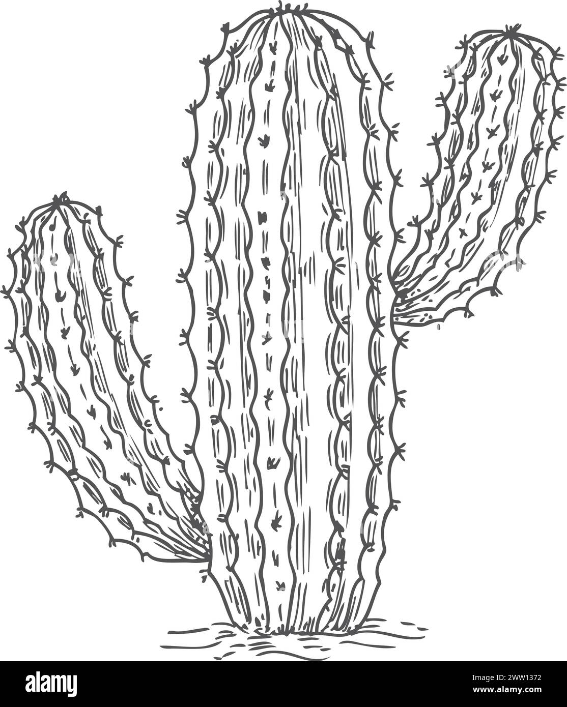 Cacti Sketch Succulent Growing Hand Drawn Cactus Stock Vector Image
