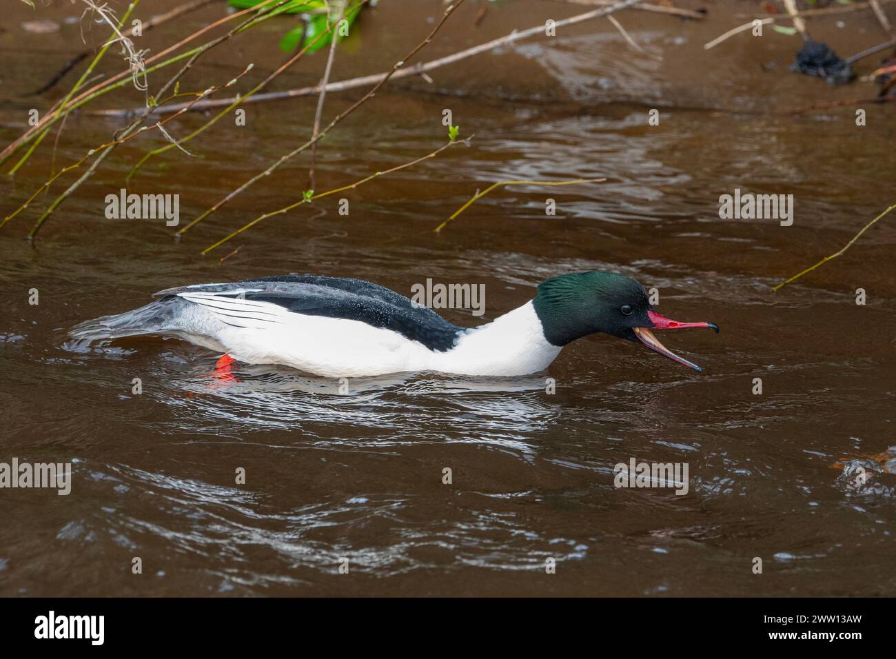 Drake Goosander (Mergus merganser) on a fast flowing river in the Peak ...