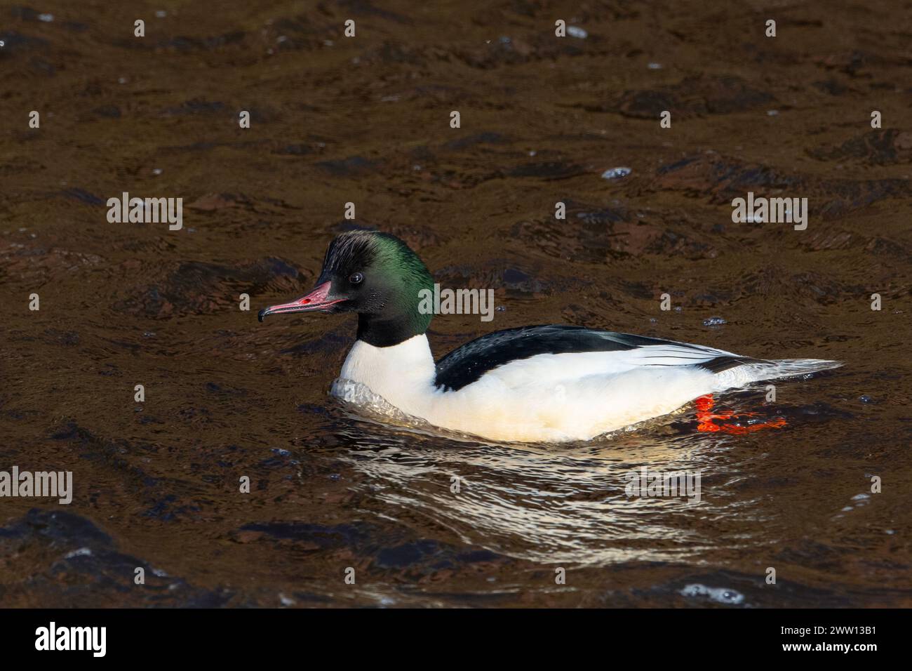 Drake Goosander (Mergus merganser) on a fast flowing river in the Peak ...
