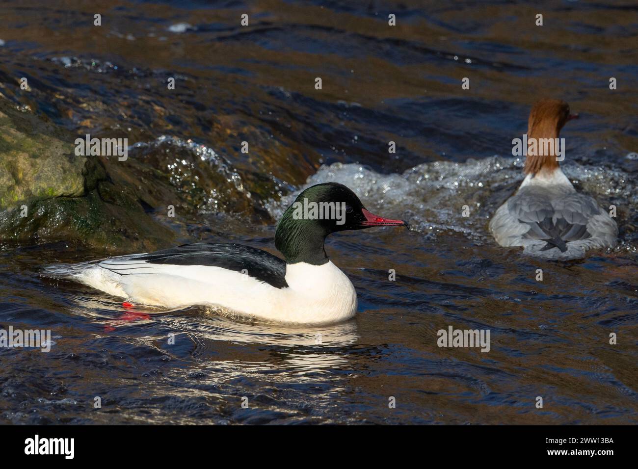 Drake Goosander (Mergus merganser) on a fast flowing river in the Peak ...