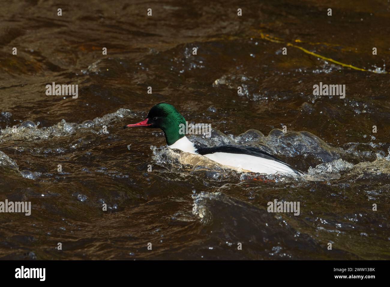 Drake Goosander (Mergus merganser) on a fast flowing river in the Peak ...