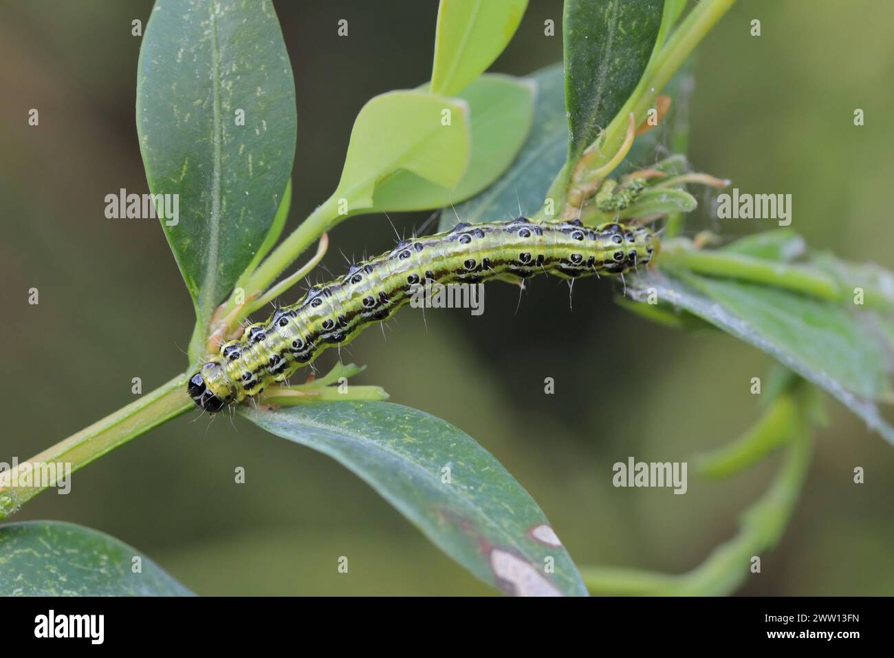 Caterpillar of Cydalima perspectalis, know as box tree moth Stock Photo ...