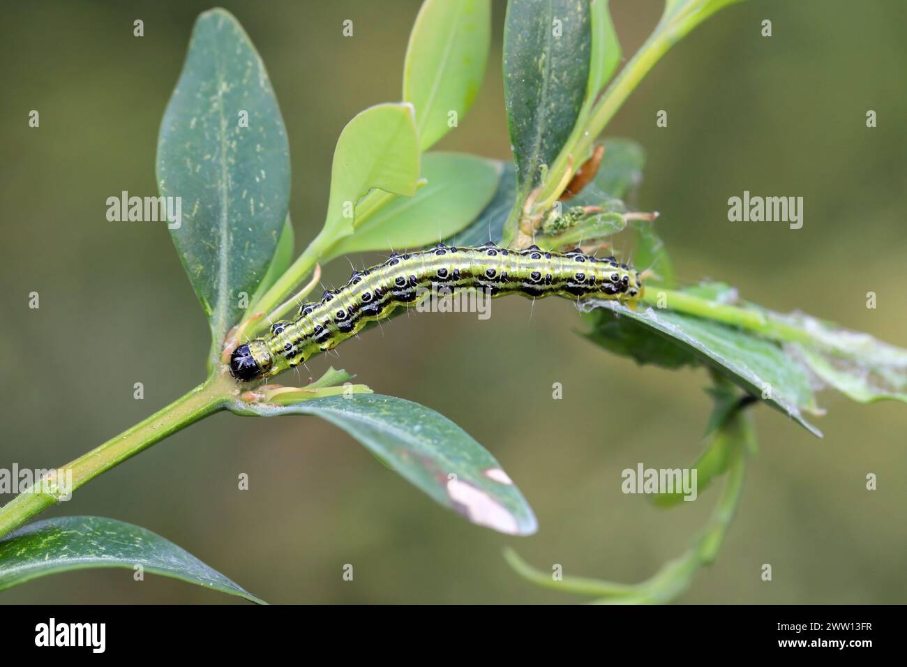 Caterpillar of Cydalima perspectalis, know as box tree moth Stock Photo ...