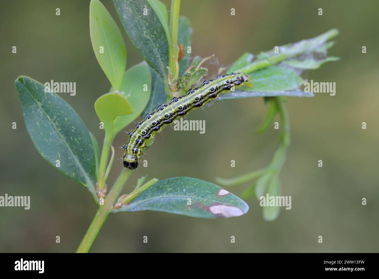 Caterpillar of Cydalima perspectalis, know as box tree moth Stock Photo ...