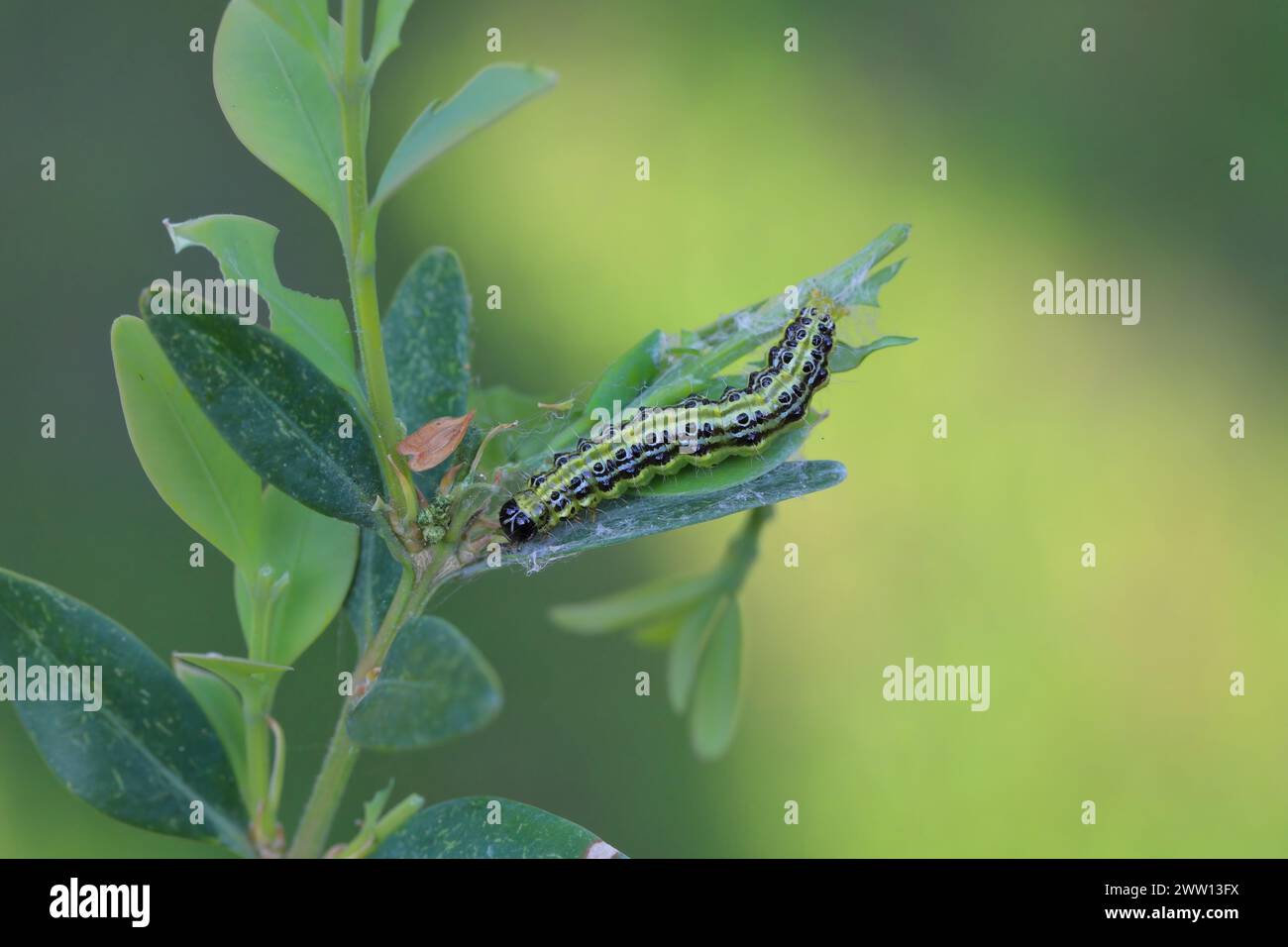 Caterpillar of Cydalima perspectalis, know as box tree moth Stock Photo ...