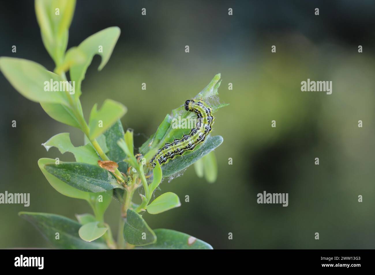 Caterpillar of Cydalima perspectalis, know as box tree moth Stock Photo ...