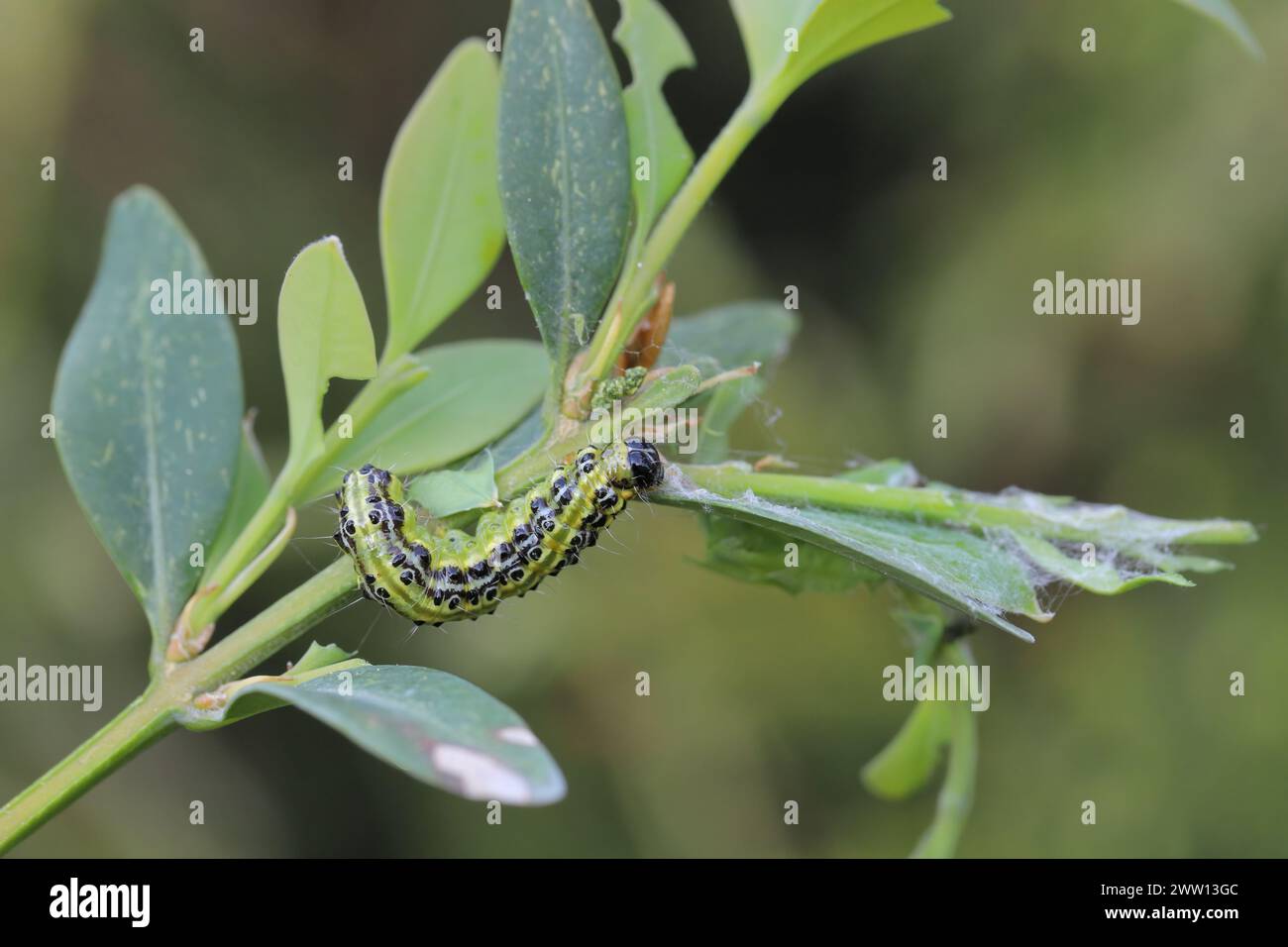 Caterpillar of Cydalima perspectalis, know as box tree moth Stock Photo ...