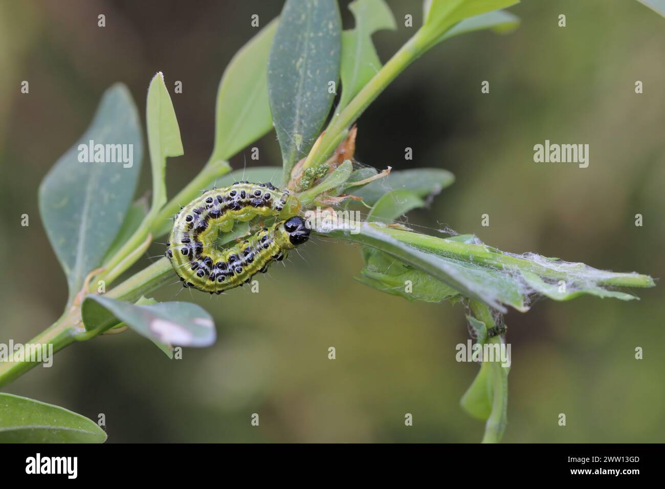 Caterpillar of Cydalima perspectalis, know as box tree moth Stock Photo ...