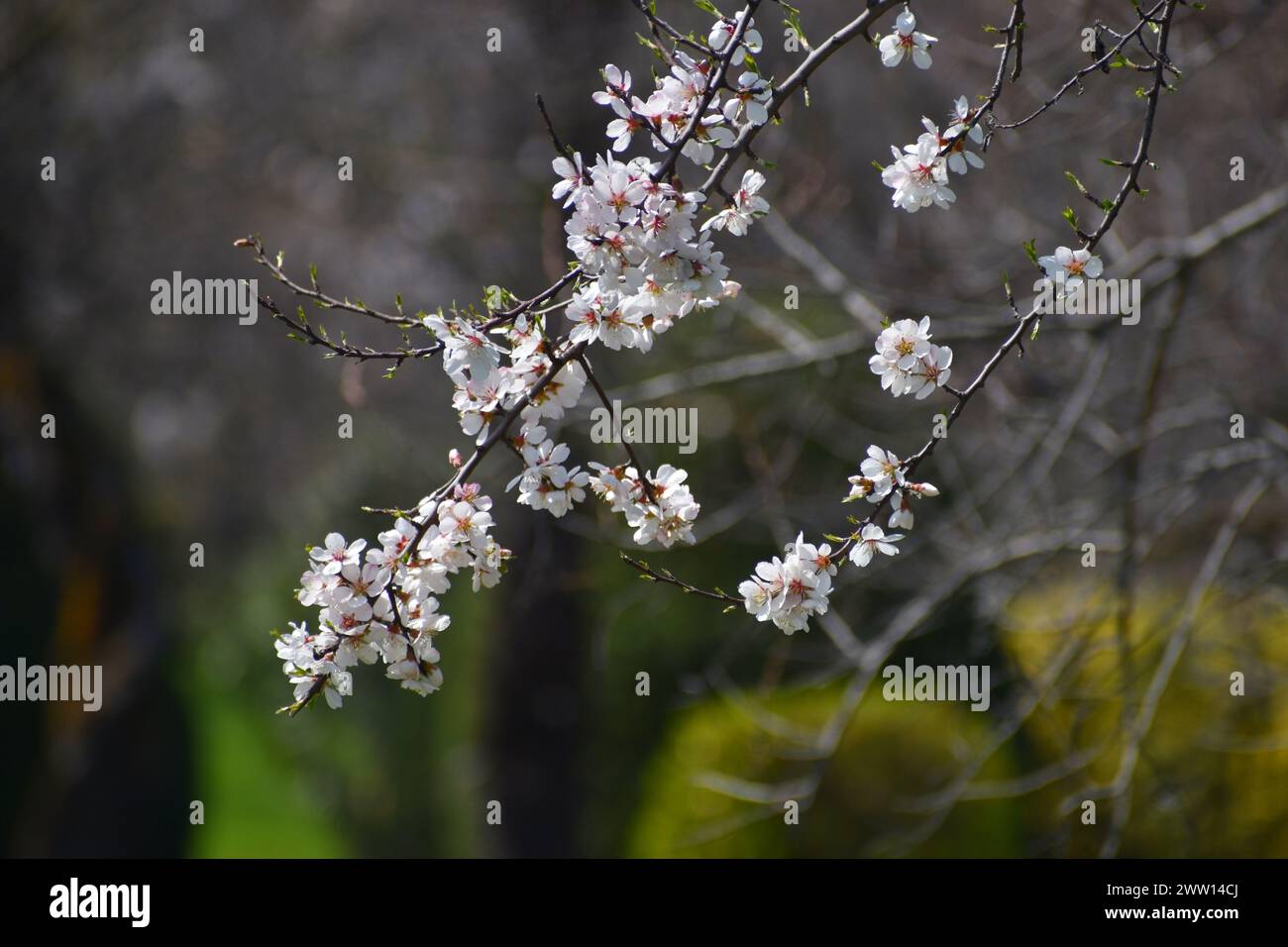 Spring flowers 2024 hi-res stock photography and images - Alamy