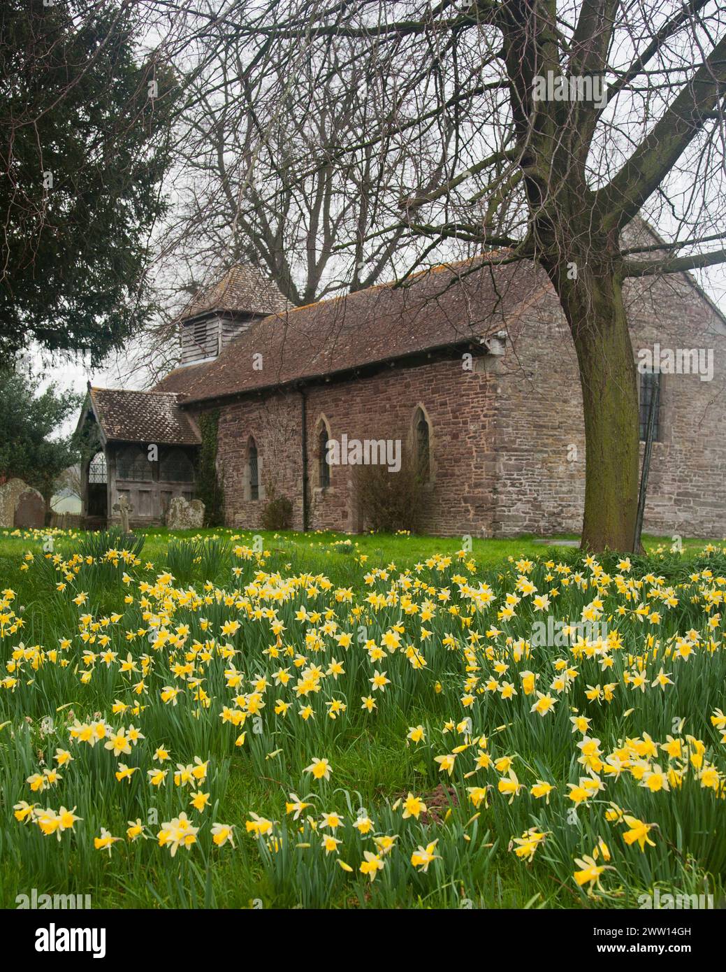 Golden mary daffodil hi-res stock photography and images - Alamy