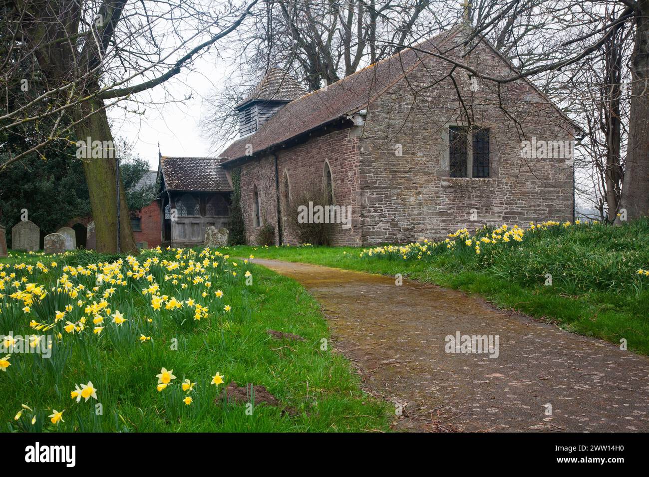 St Mary Magdalene church daffodils Stock Photo - Alamy