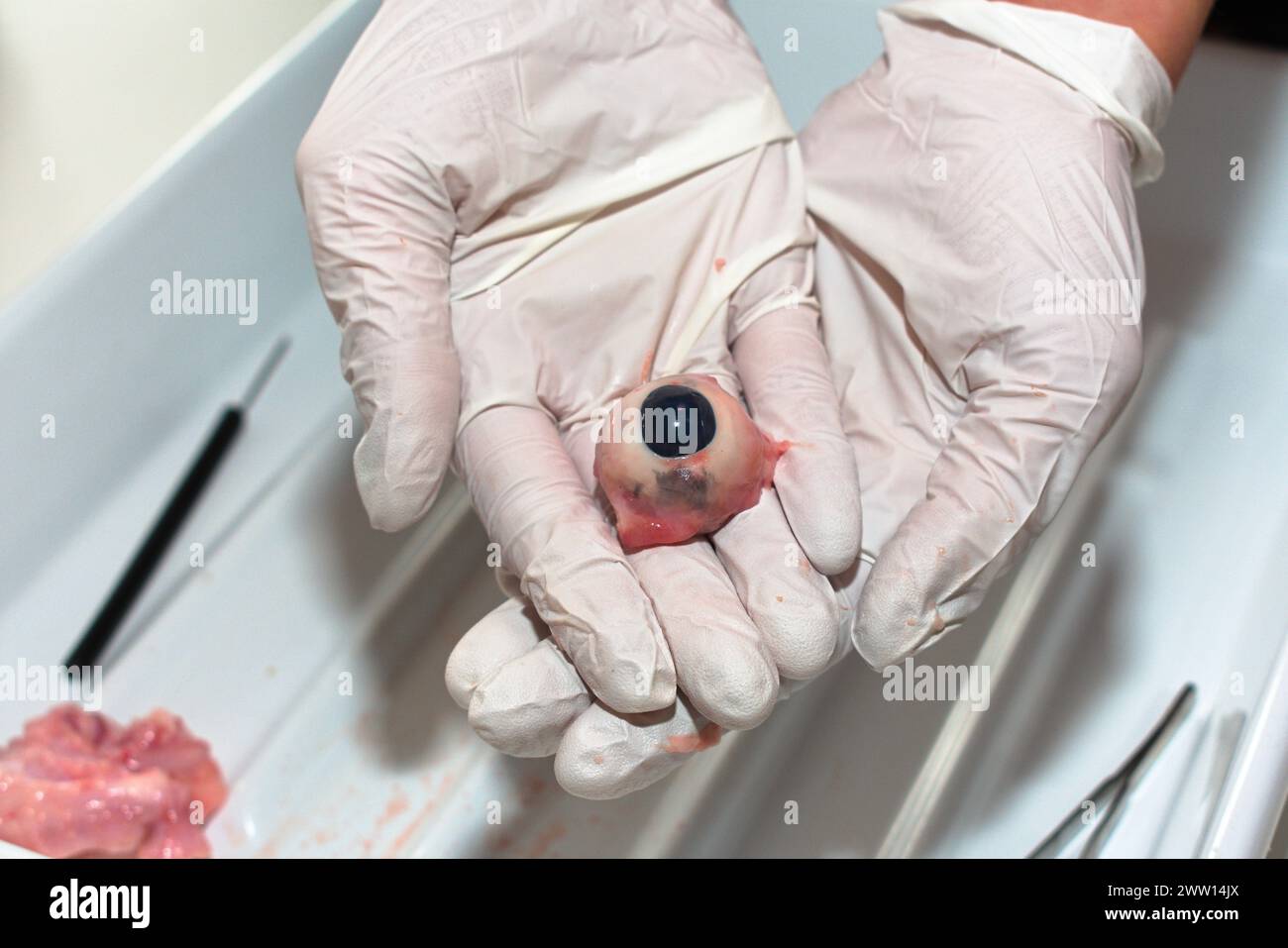 Cow eye dissection hi-res stock photography and images - Alamy