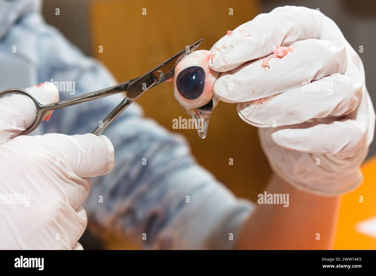 Dissecting A Cow's Eye - Cutting Open The Eyeball With Scissors Stock ...