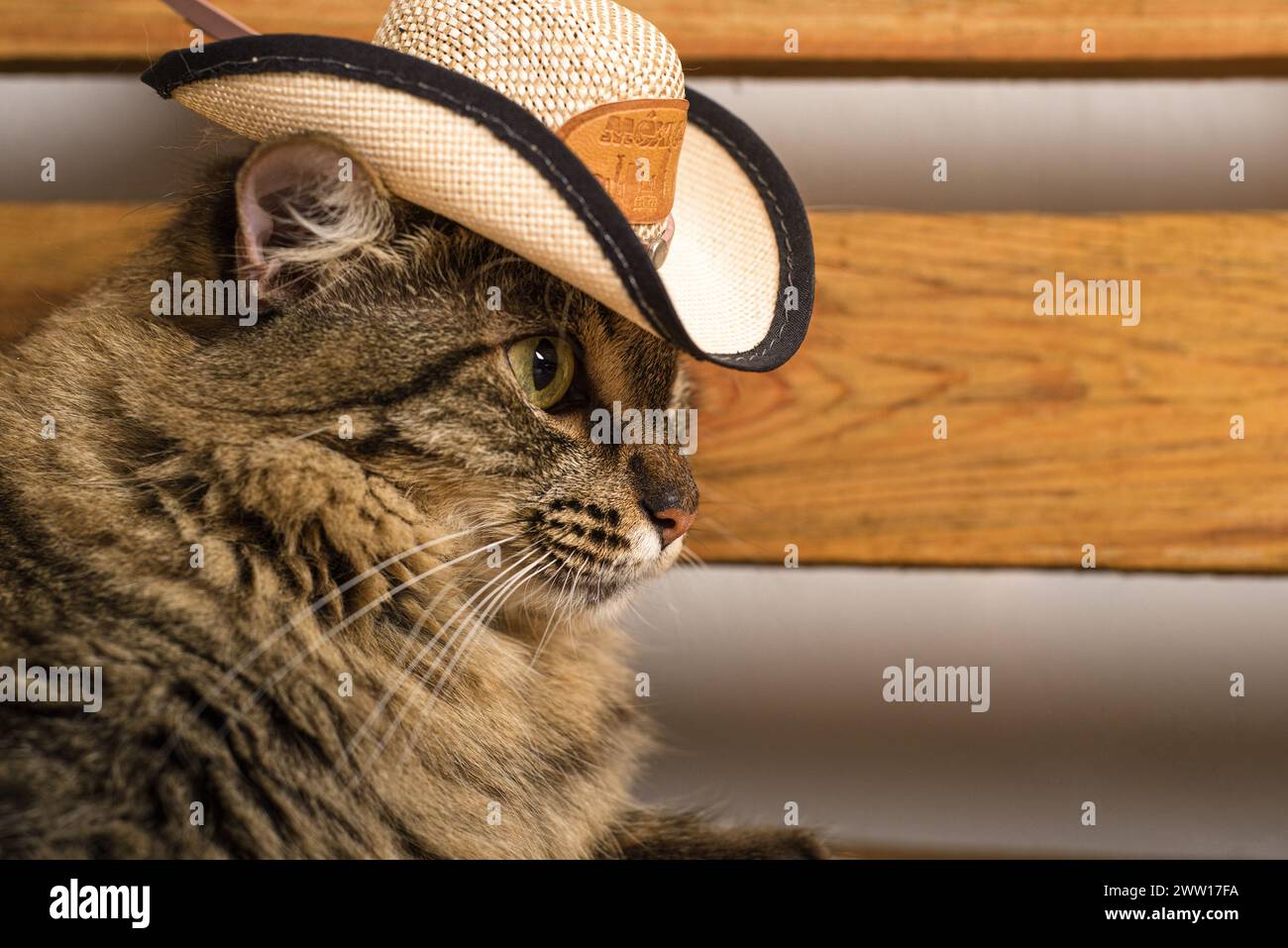 Cat wearing Mexican hat. Rustic wooden background. Cinco de mayo ...